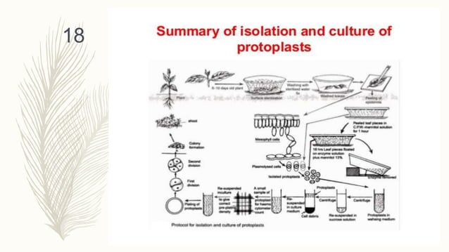 Tissue culture and protoplast culture | PPT