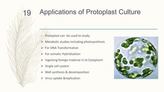Tissue culture and protoplast culture | PPT