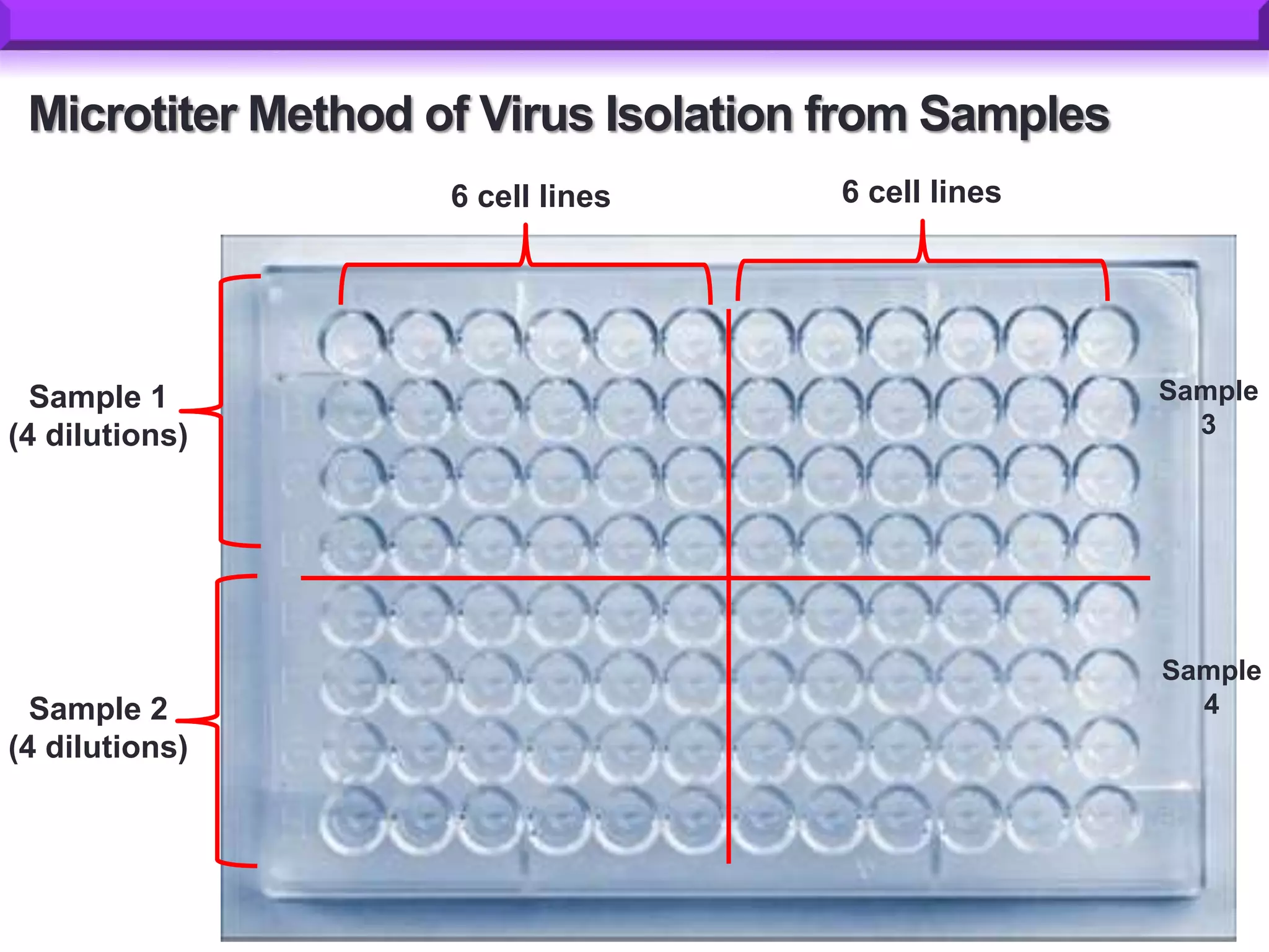 Tissue culture and virology (cpe, plaque assay) | PPTX