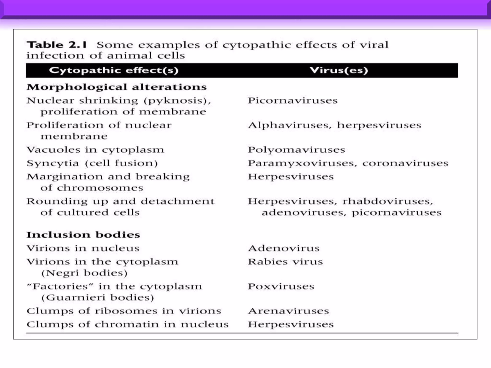 Tissue culture and virology (cpe, plaque assay) | PPTX