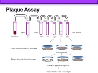 Tissue culture and virology (cpe, plaque assay) | PPTX