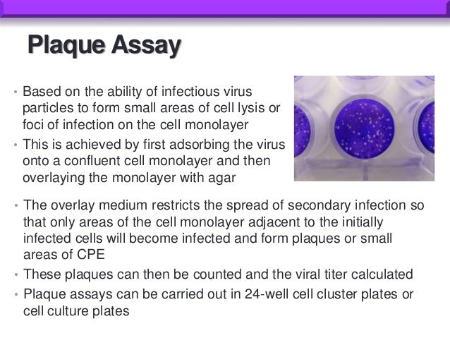 Tissue culture and virology (cpe, plaque assay)