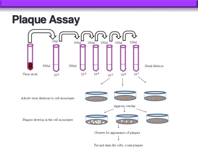 Tissue culture and virology (cpe, plaque assay)