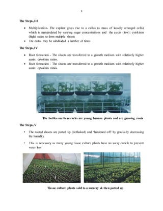 Tissue culture and applications | PDF