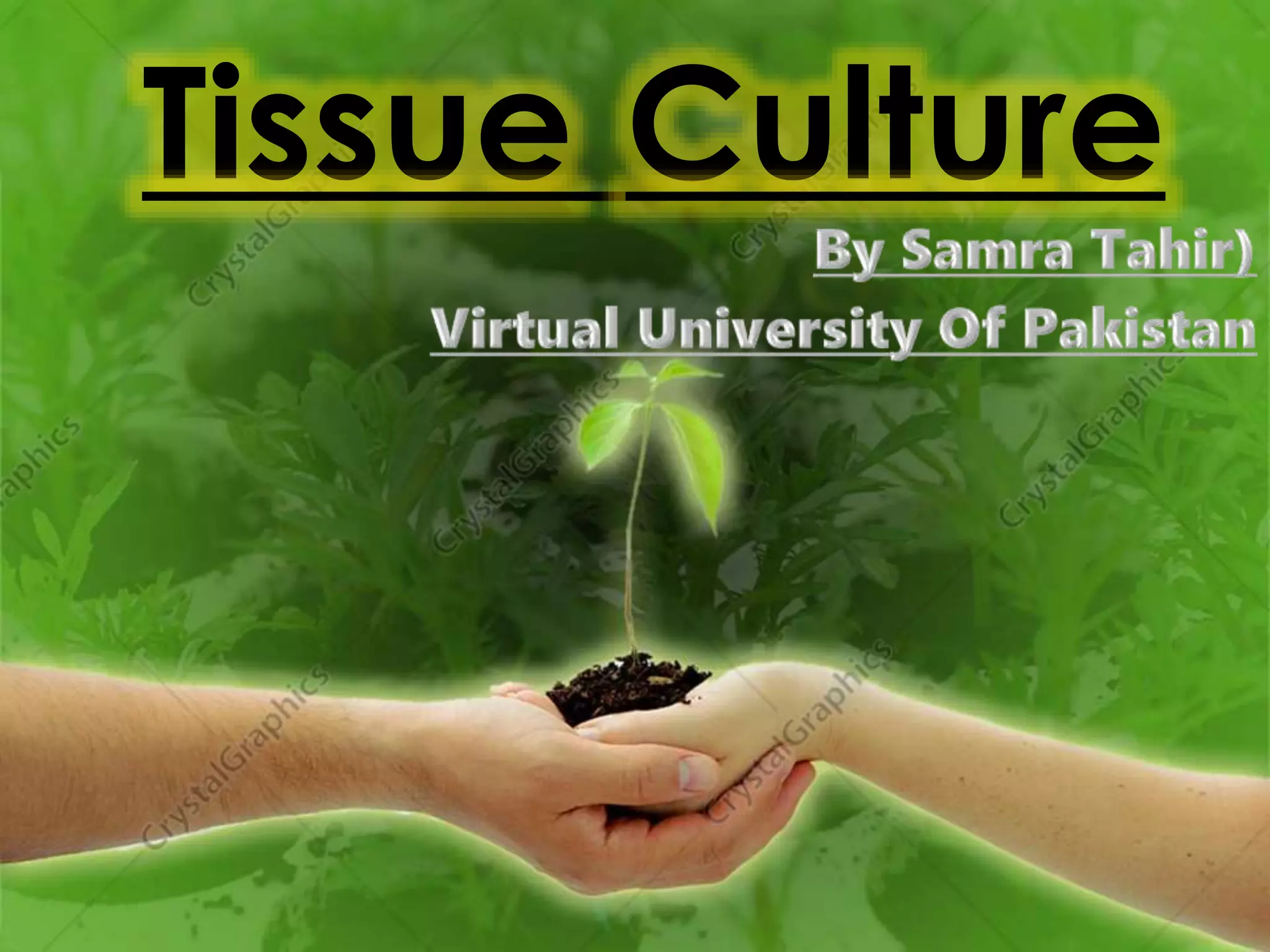 Tissue Culture its types and Applications By Samra Tahir | PPTX ...