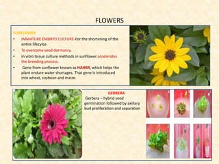 Plant Tissue Culture Technique and its applications | PPTX