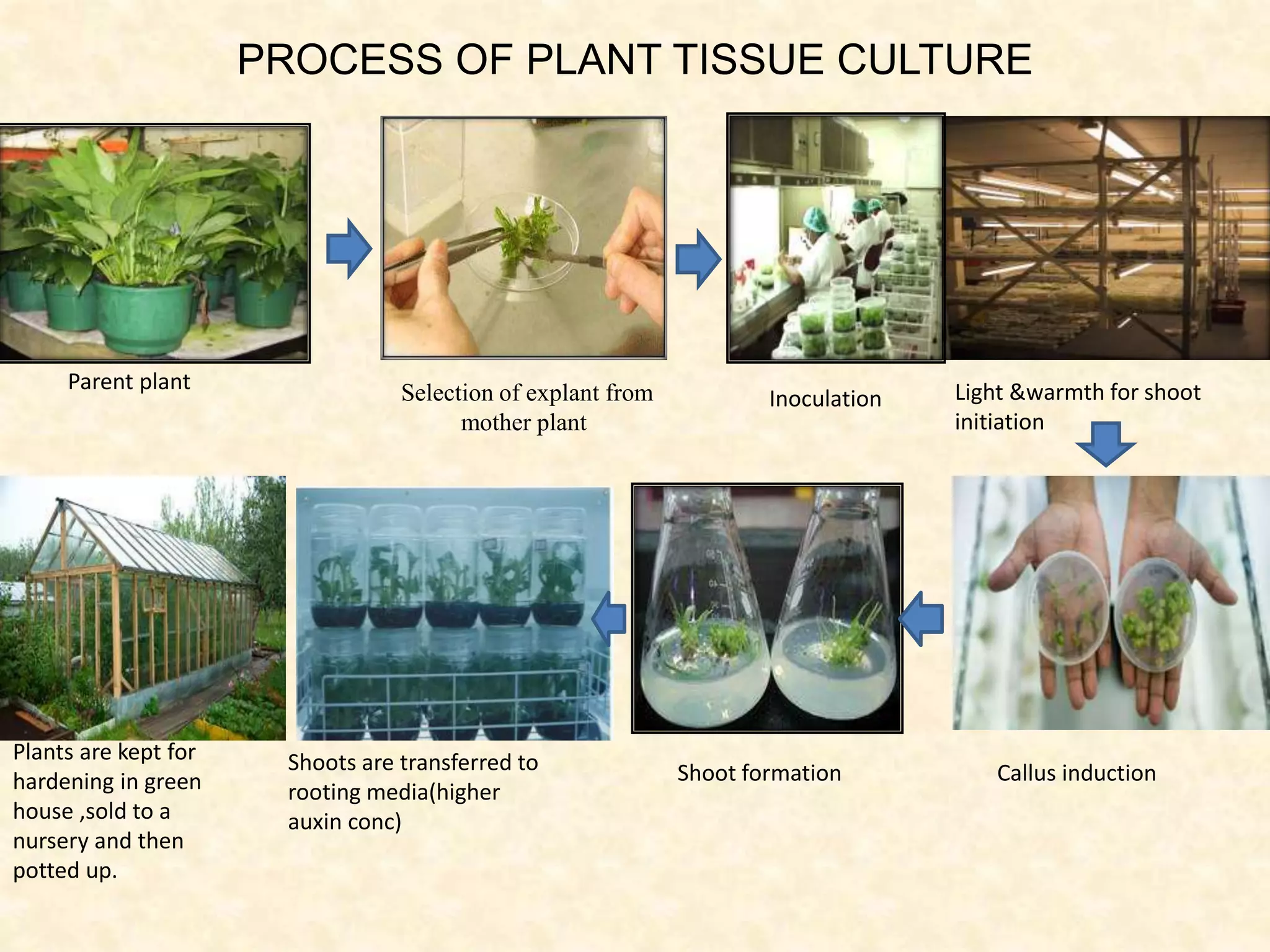 application of plant tissue culture | PPTX