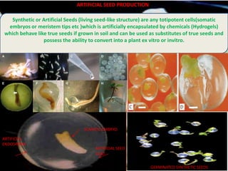 application of plant tissue culture | PPTX