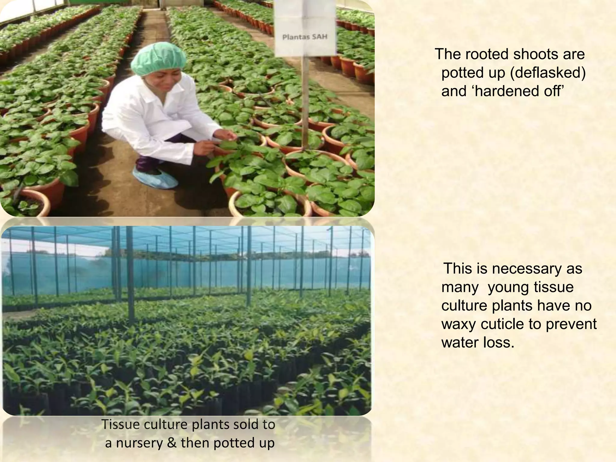 Plant Tissue Culture Technique and its applications | PPTX