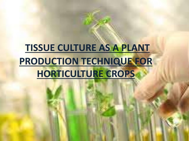 Plant Tissue Culture Technique and its applications | PPTX