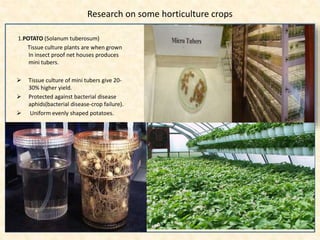 Plant Tissue Culture Technique and its applications | PPTX