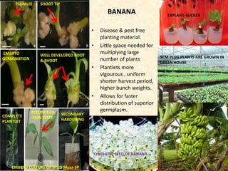 Plant Tissue Culture Technique and its applications | PPTX
