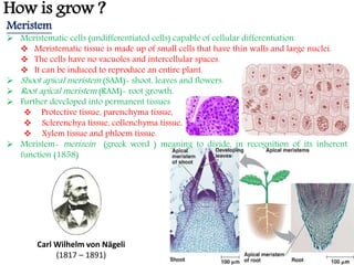 Tissue Culture | PPTX