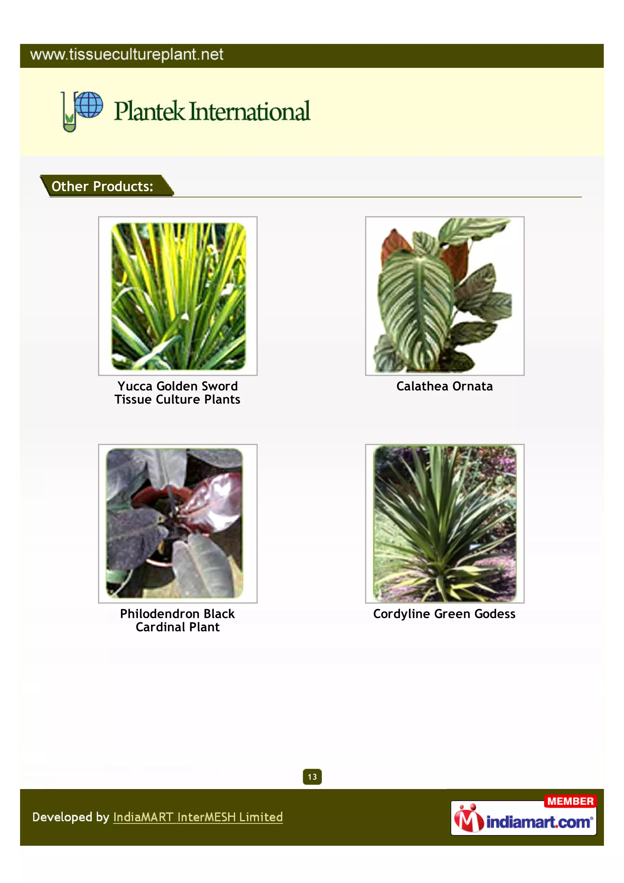 Plantek International, Bengaluru, Phormium Plants | PDF