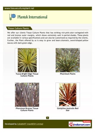 Plantek International, Bengaluru, Phormium Plants | PDF