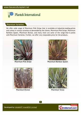 Plantek International, Bengaluru, Phormium Plants | PDF