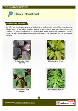 Plantek International, Bengaluru, Phormium Plants | PDF