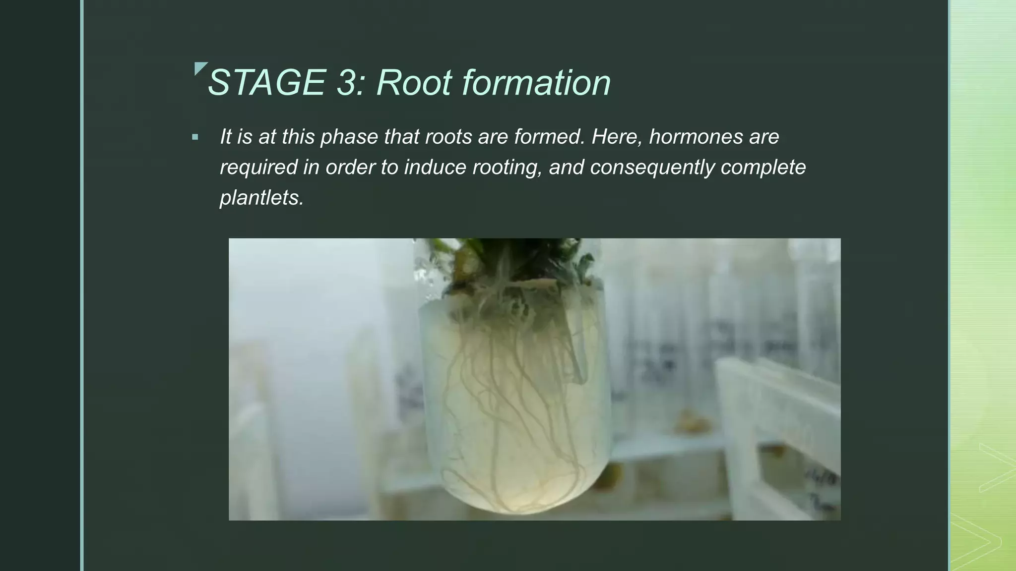 Tissue culture | PPTX