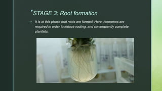 Tissue culture | PPTX