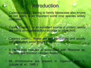 Tissue culture studies in cajanus cajan by vijay chourey | PPT