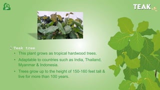 Tissue Culture teak | PPTX