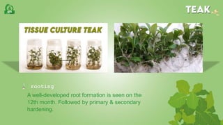 Tissue Culture teak | PPTX