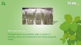 Tissue Culture teak | PPTX