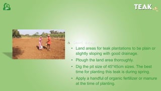 Tissue Culture teak | PPTX