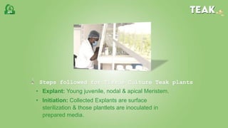 Tissue Culture teak | PPTX