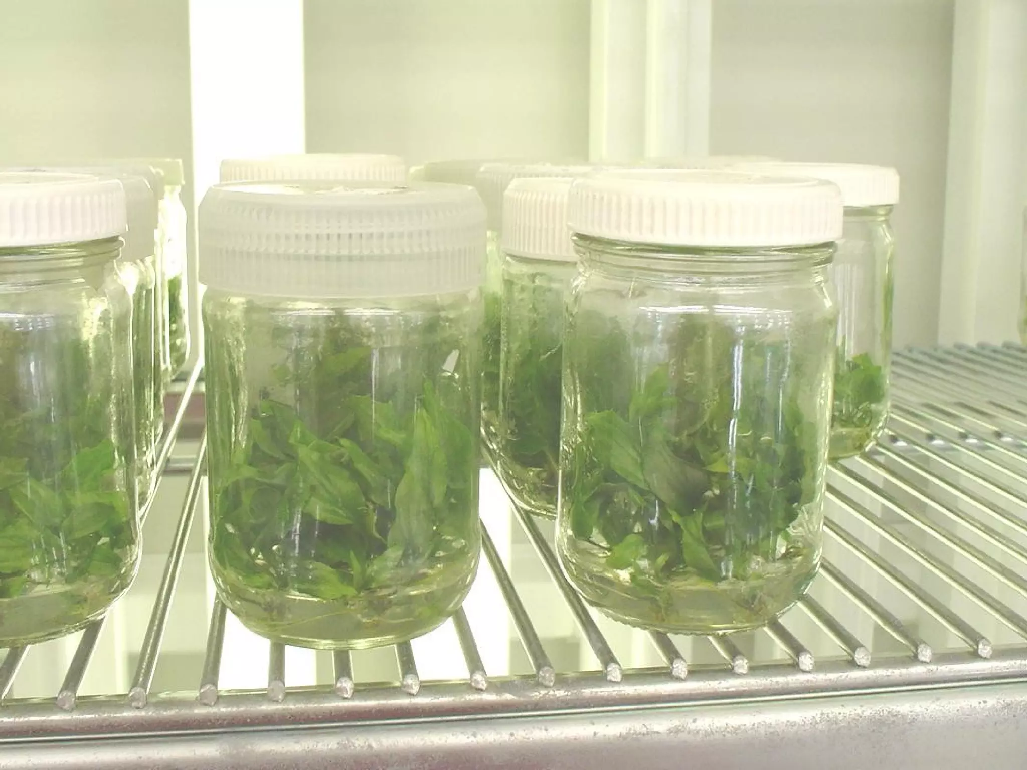 Tissue culture(vishvanath bilagi) | PPT