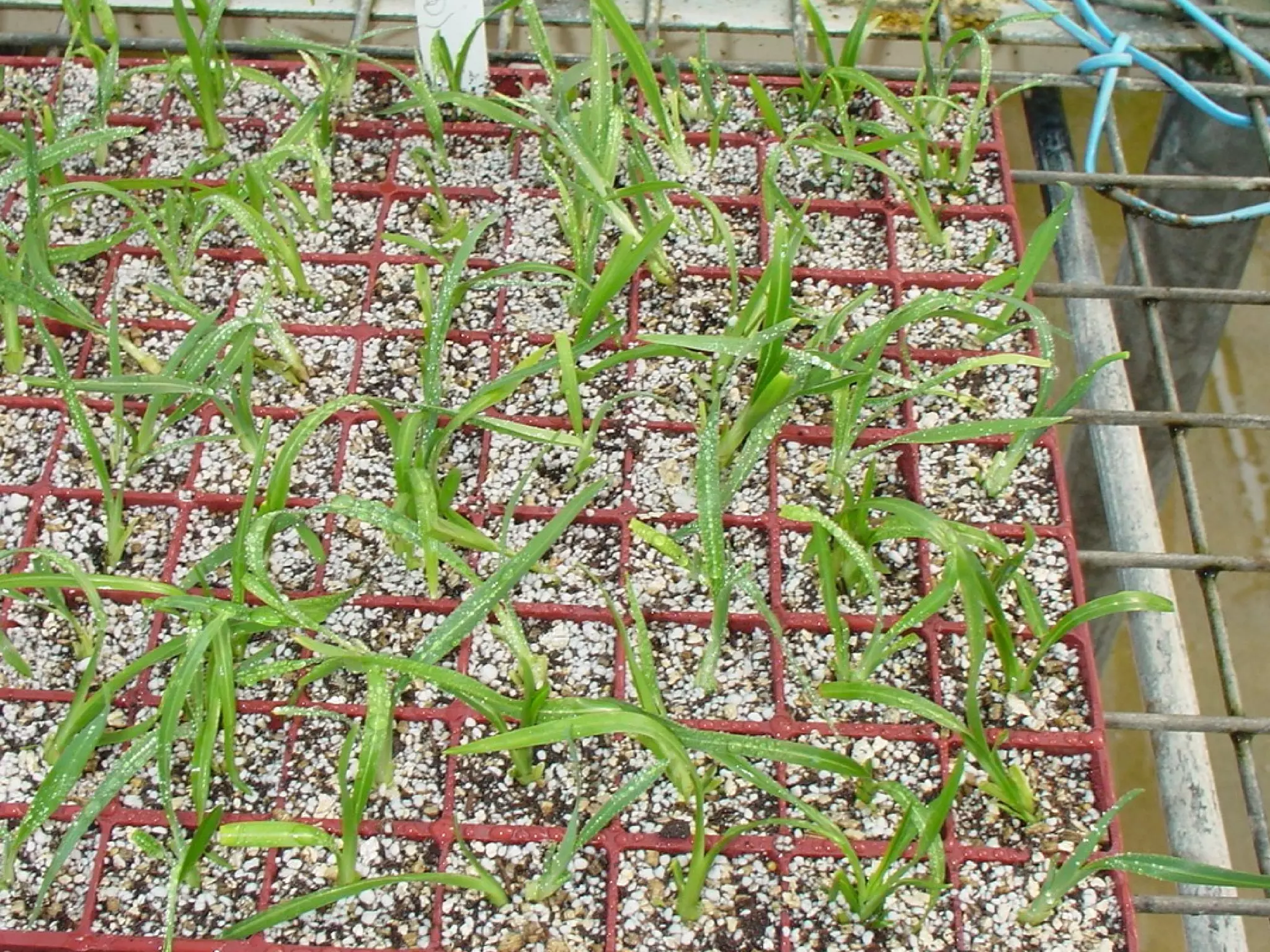 Tissue culture(vishvanath bilagi) | PPT