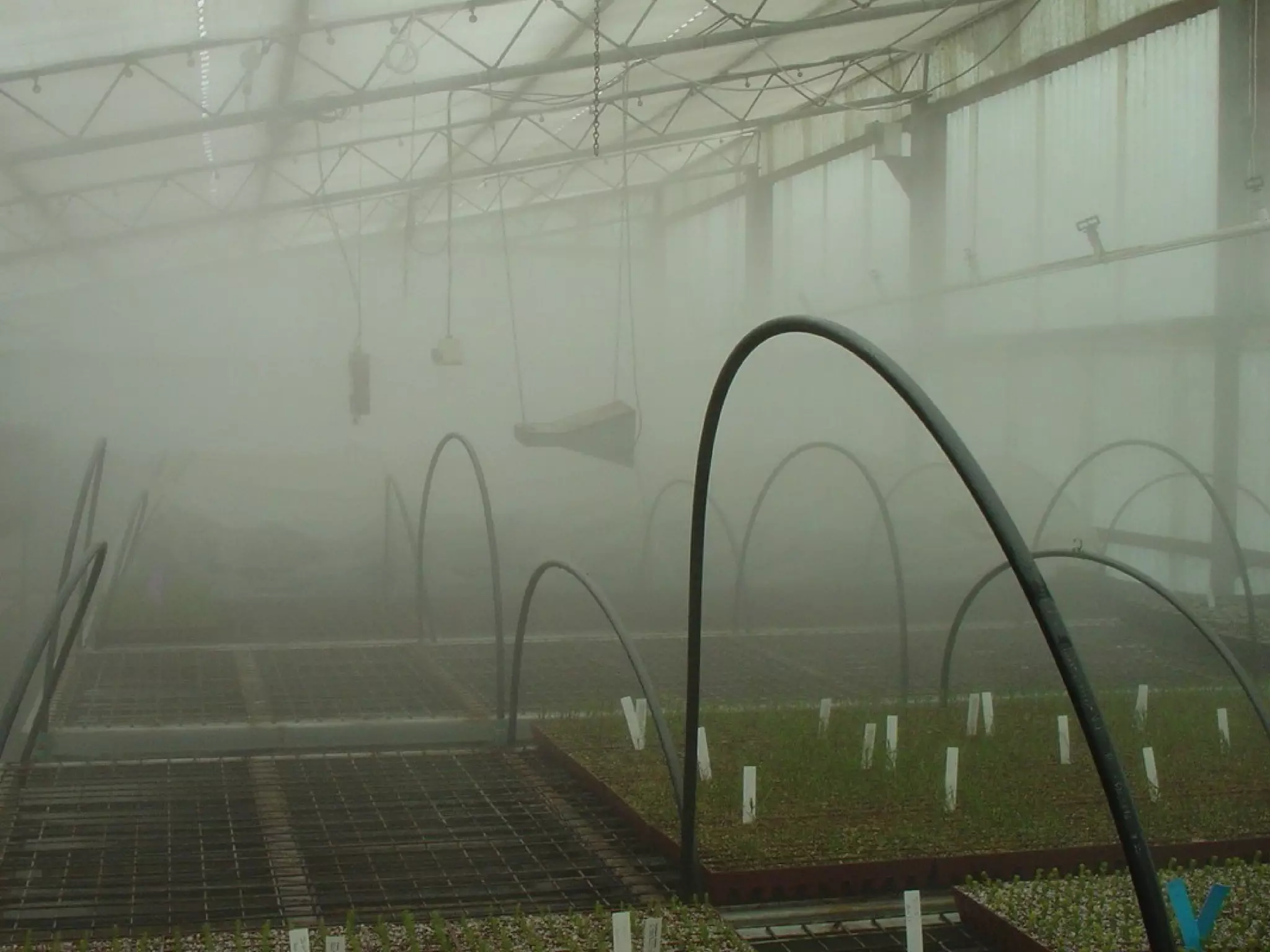 Tissue culture(vishvanath bilagi) | PPT