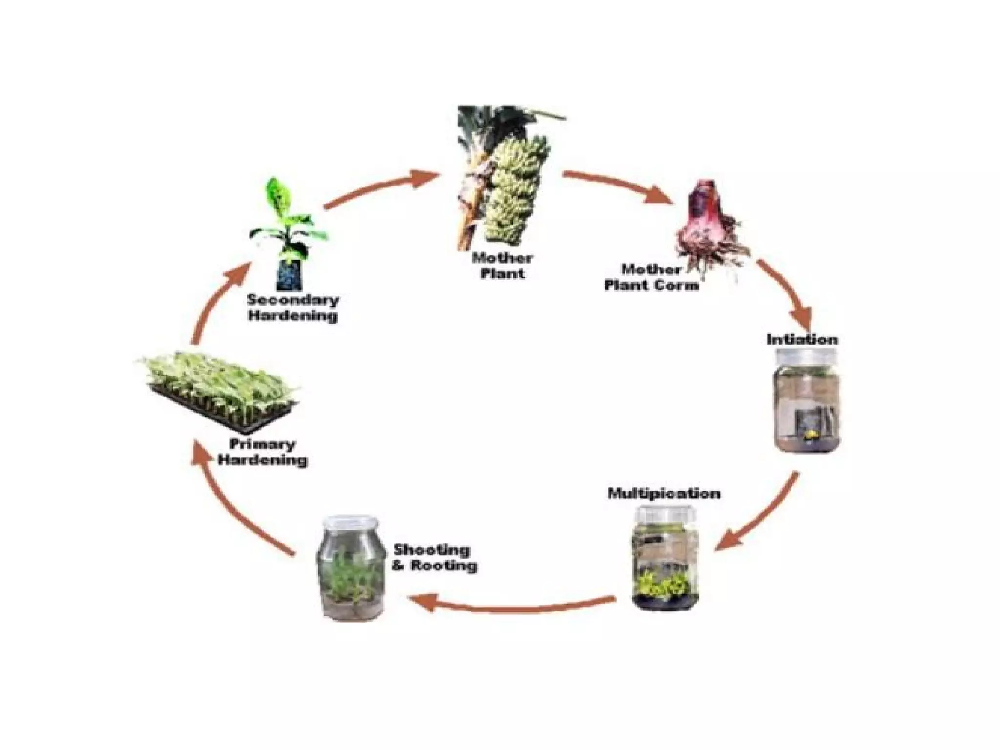 Tissue culture(vishvanath bilagi) | PPT