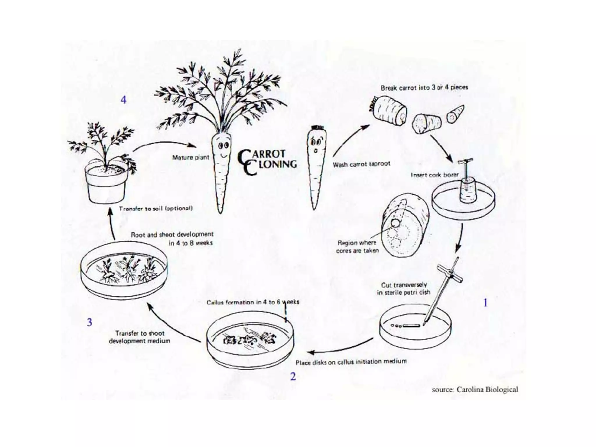 Tissue culture(vishvanath bilagi) | PPT