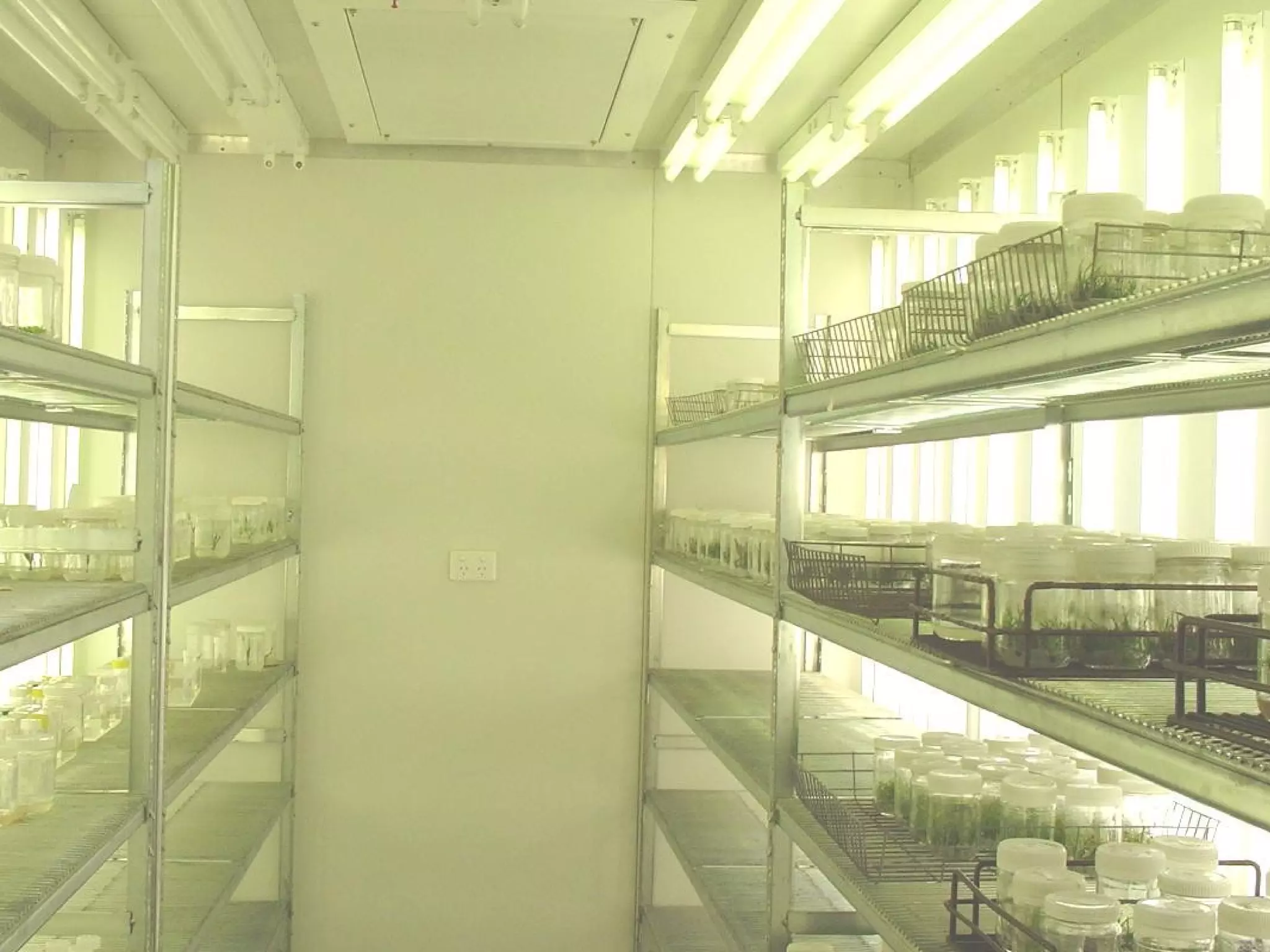 Tissue culture(vishvanath bilagi) | PPT