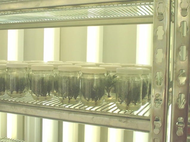 Tissue culture(vishvanath bilagi) | PPT