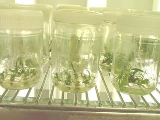 Tissue culture(vishvanath bilagi) | PPT