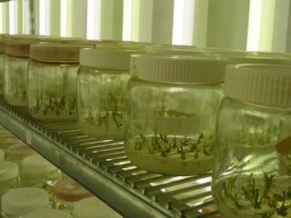 Tissue culture(vishvanath bilagi) | PPT