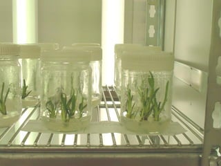 Tissue culture(vishvanath bilagi) | PPT