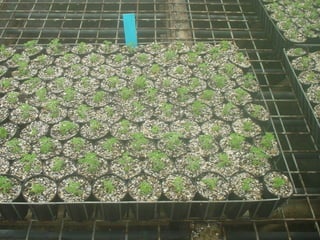 Tissue culture(vishvanath bilagi) | PPT