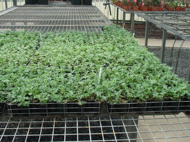 Tissue culture(vishvanath bilagi) | PPT