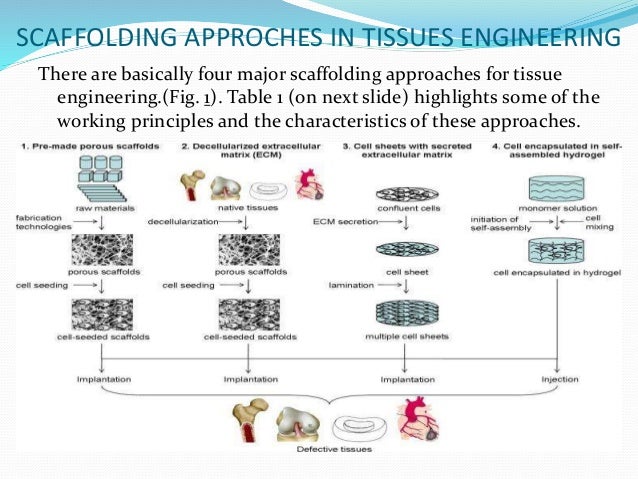 TISSUE DEVELOPMENT WITH TISSUE ENGINEERING APPROACH