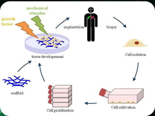 Tissue engineering and regenerative medicine | PPTX