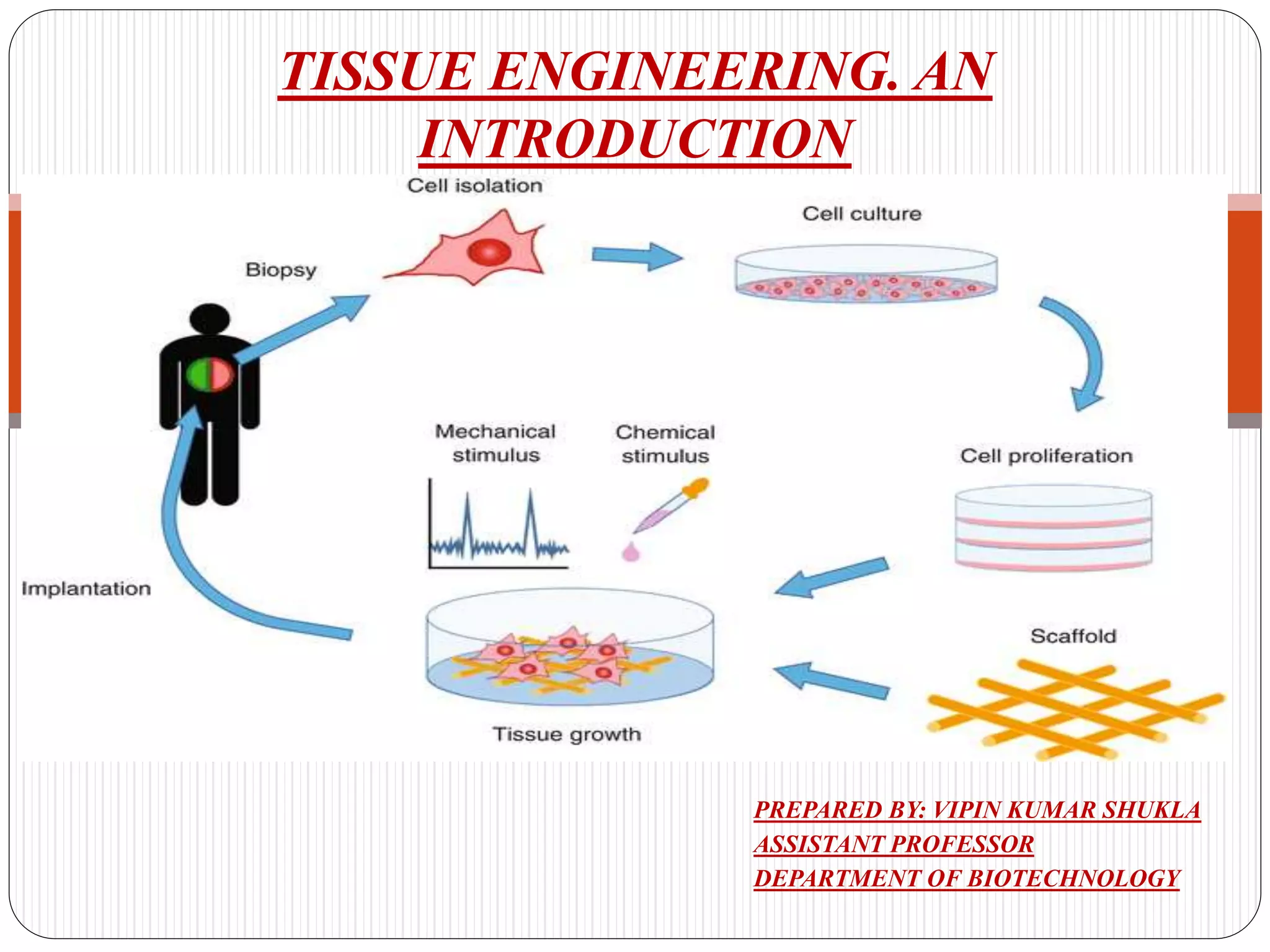 Tissue engineering: AN INTRODUCTION | PPTX | Biotech and Biomedical ...