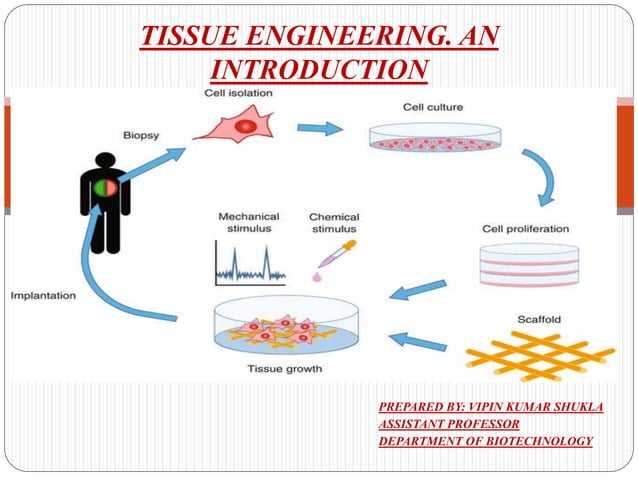 Tissue engineering: AN INTRODUCTION | PPTX | Biotech and Biomedical ...