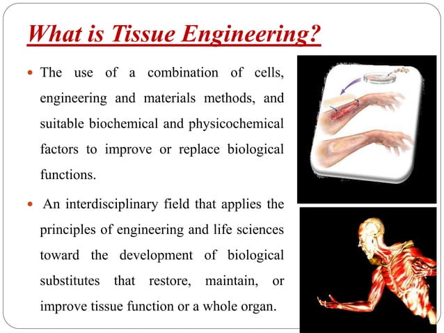 Tissue engineering: AN INTRODUCTION | PPTX | Biotech and Biomedical ...