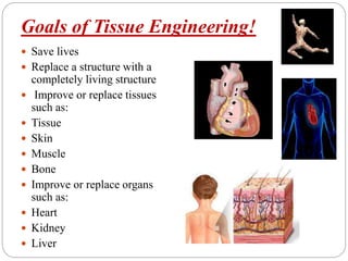Tissue engineering: AN INTRODUCTION | PPTX