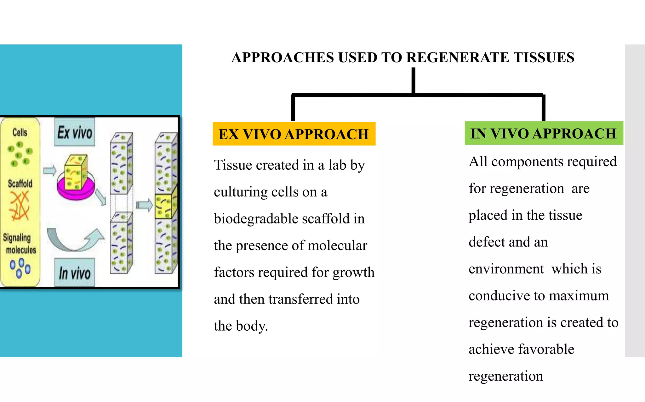 TISSUE ENGINEERING.pptx