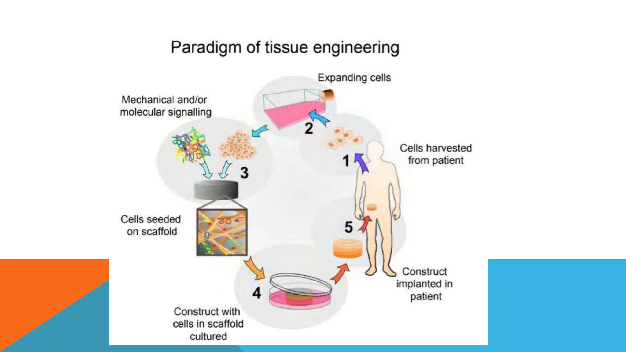Tissue engineering......................pptx