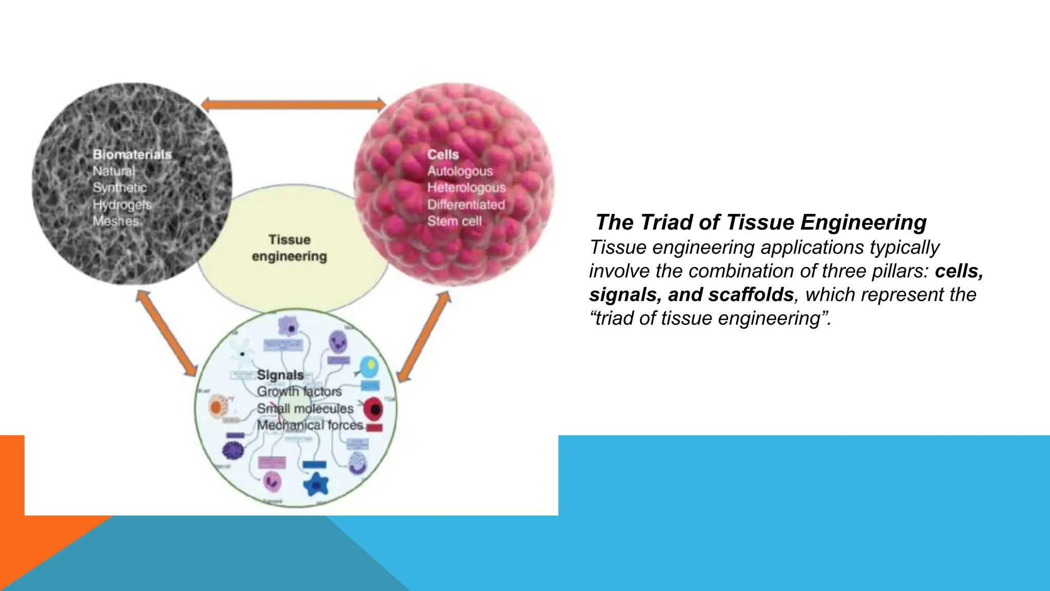 Tissue engineering......................pptx